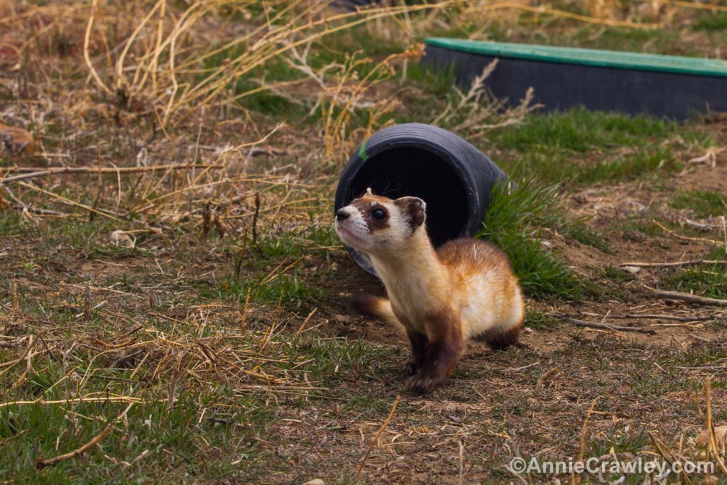 Zoo scientist saves black-footed ferrets one kit at a time