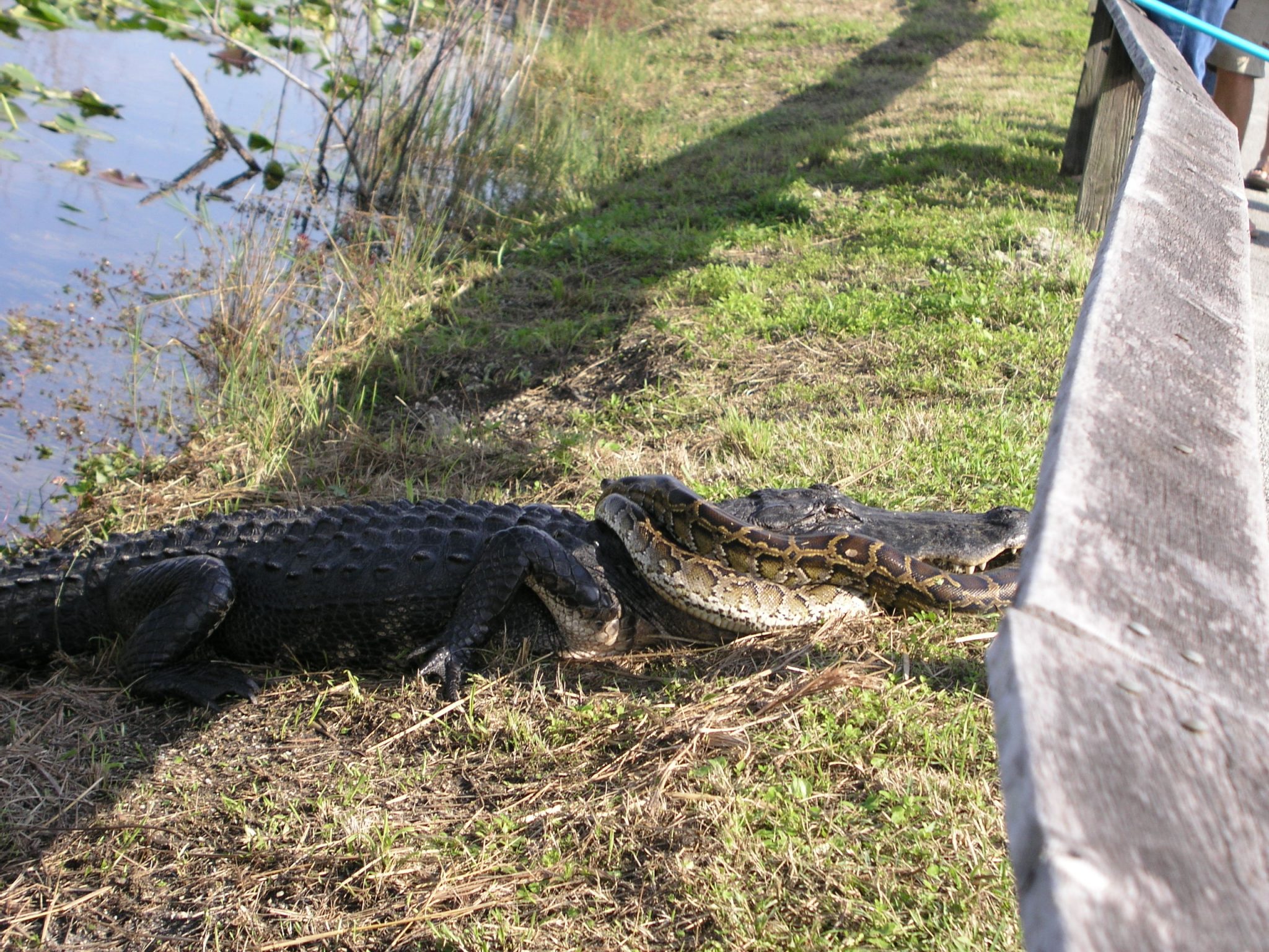 LitLinks: Nonfiction picture book images = storytelling elements