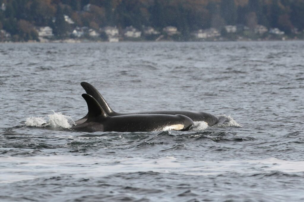 LitLinks: How to protect orca communication with scicomm