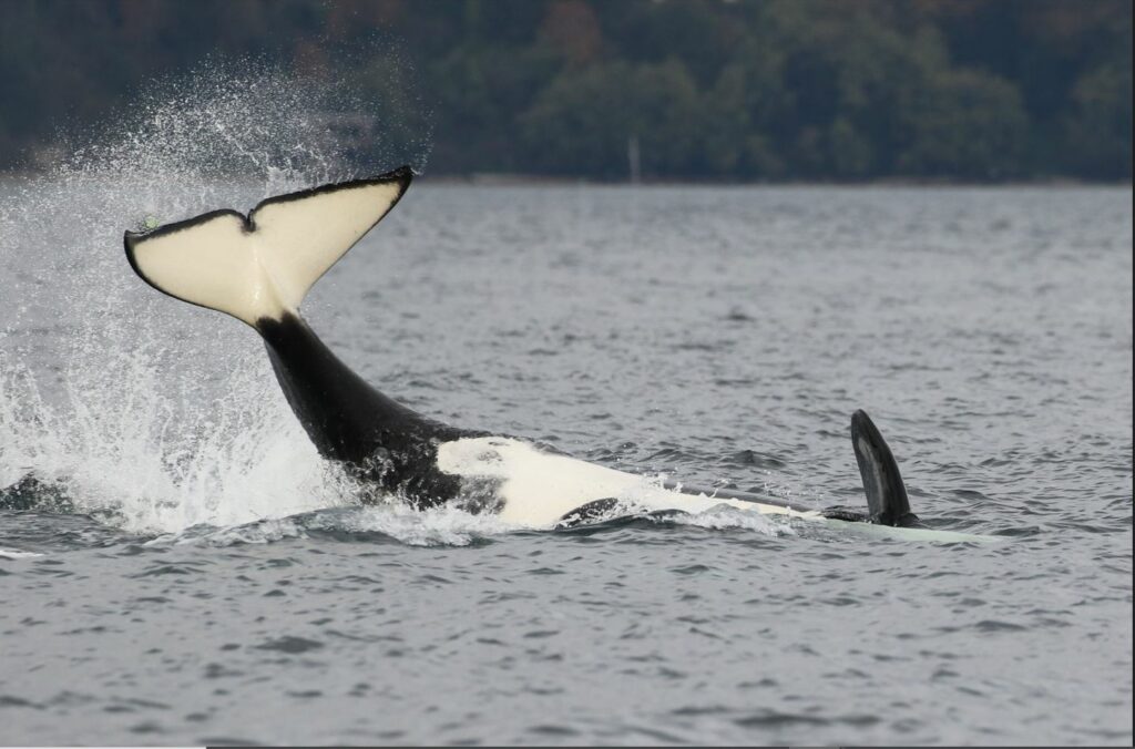 LitLinks: How to protect orca communication with scicomm