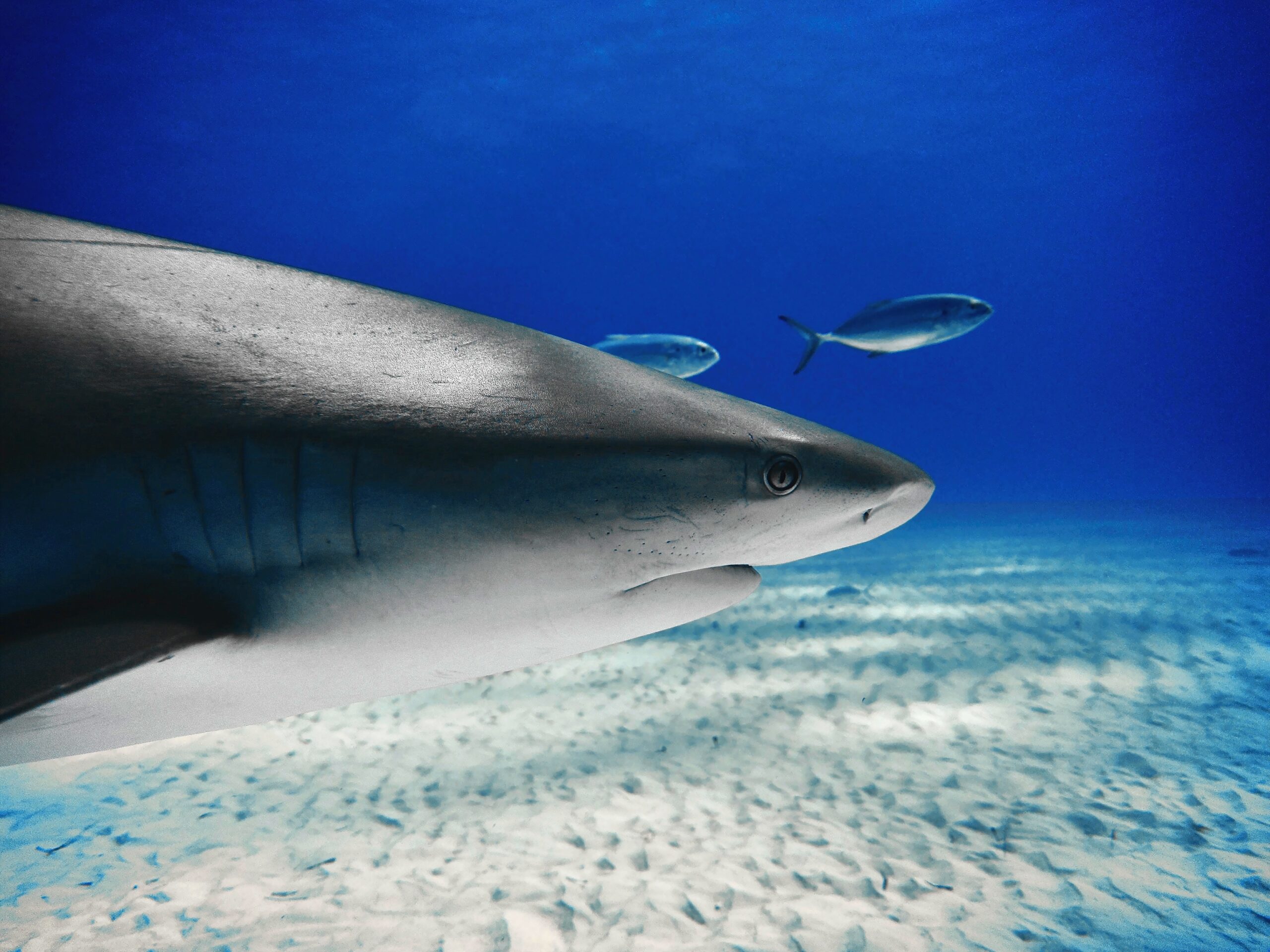 LitLinks: Invite sharks into your classoom with this easy science ...